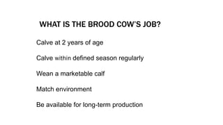 Beef production cow calf weaner | PDF