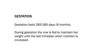 Beef production cow calf weaner | PDF