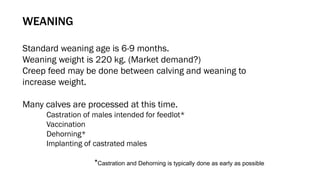 Beef production cow calf weaner | PDF