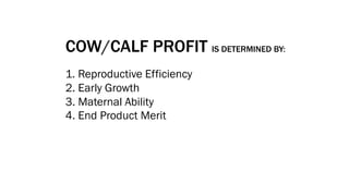 Beef production cow calf weaner | PDF