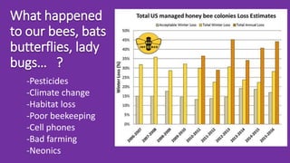 How To Save the Bees | PPT