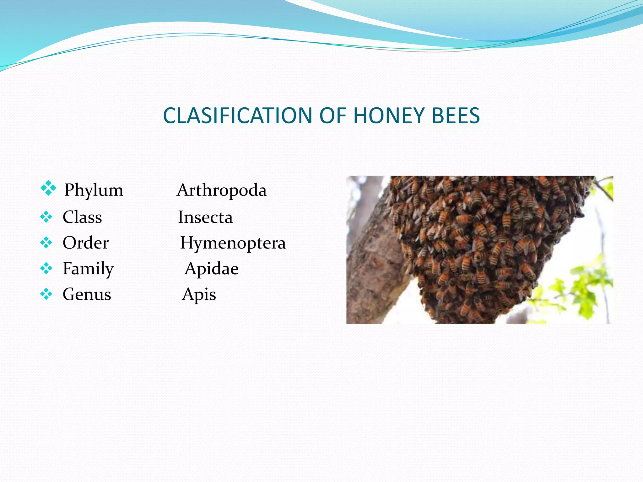 Bee keeping | PPT