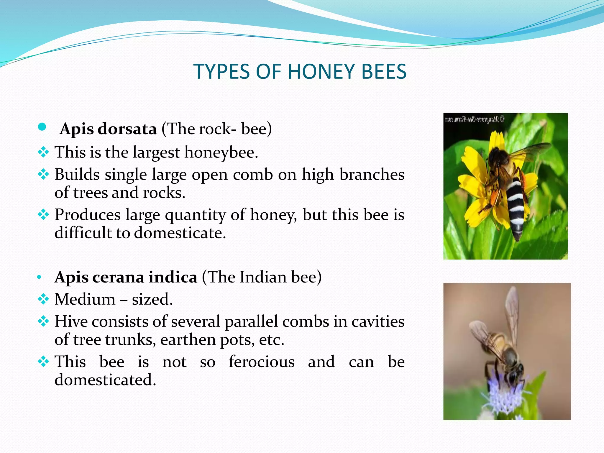 Bee keeping | PPT