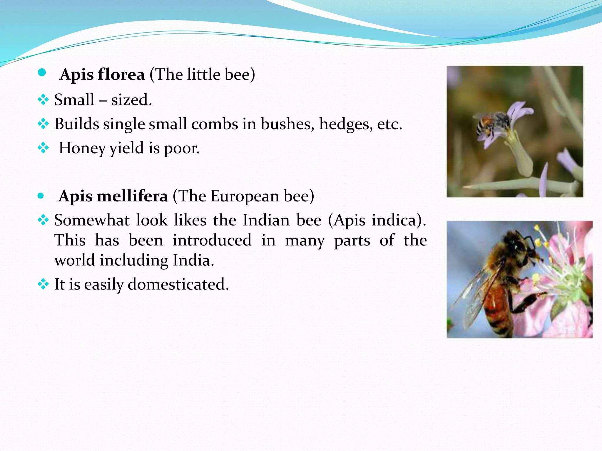 Bee keeping | PPT