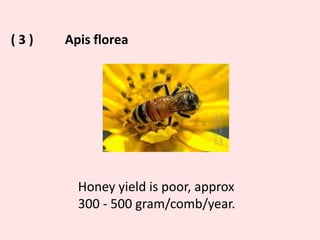 Beekeeping.pptx
