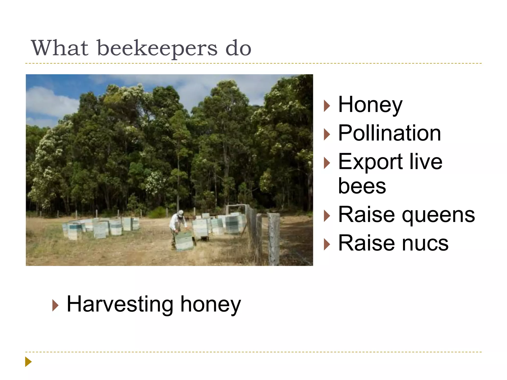 Beekeeping an introduction | PPTX