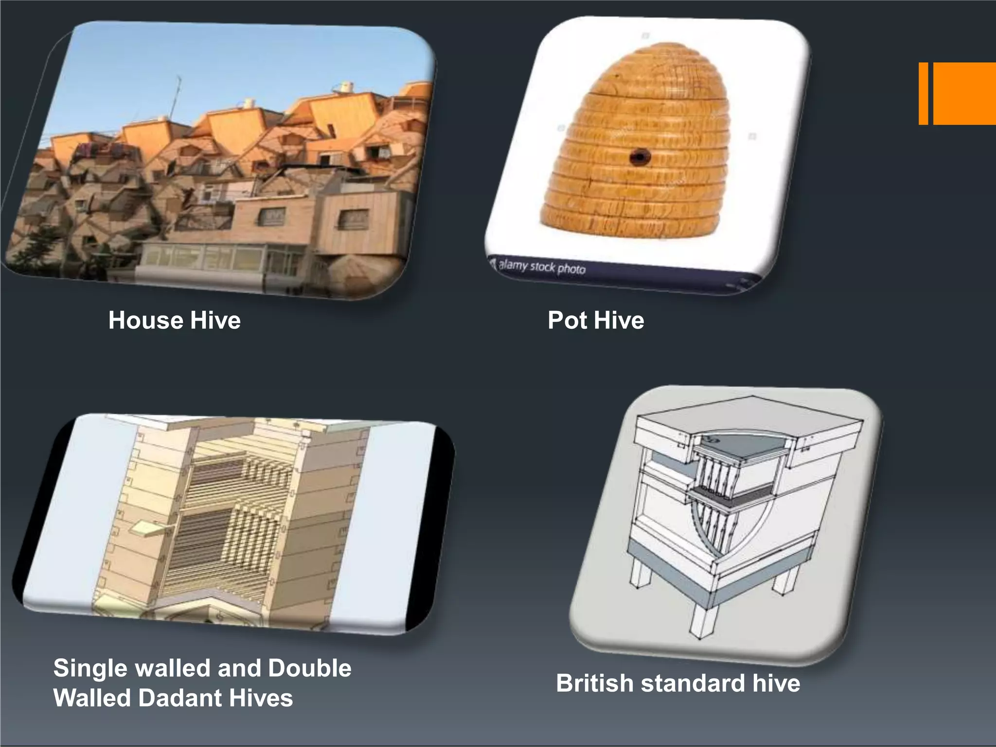 Beekeeping | PPTX