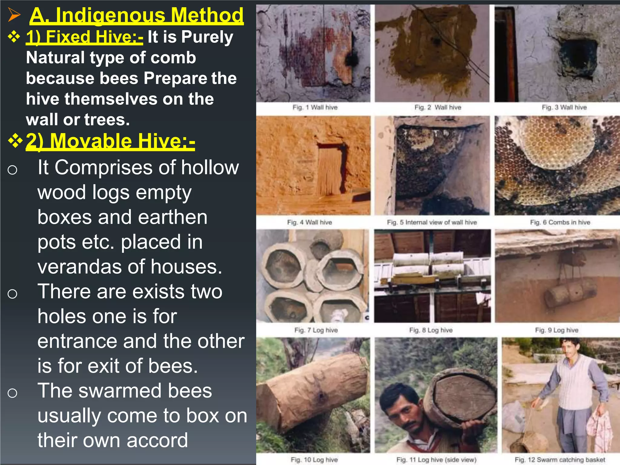 Beekeeping | PPTX