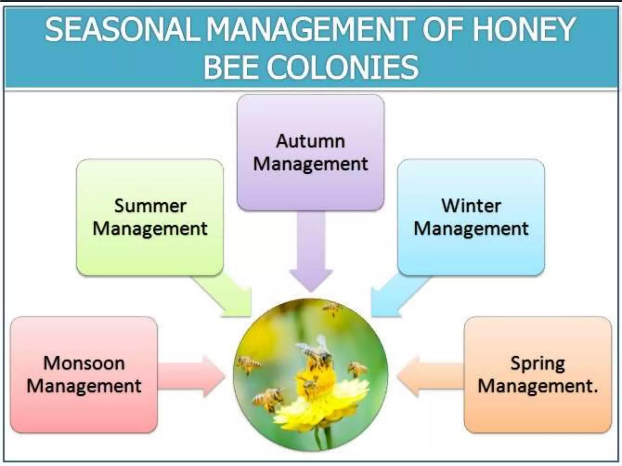Beekeeping | PPTX