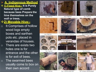 Beekeeping | PPTX