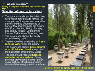 Beekeeping | PPTX | Agriculture | Industries