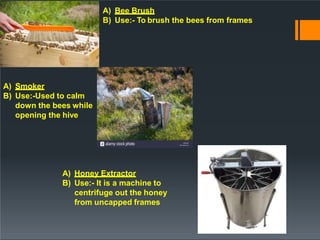 Beekeeping | PPTX