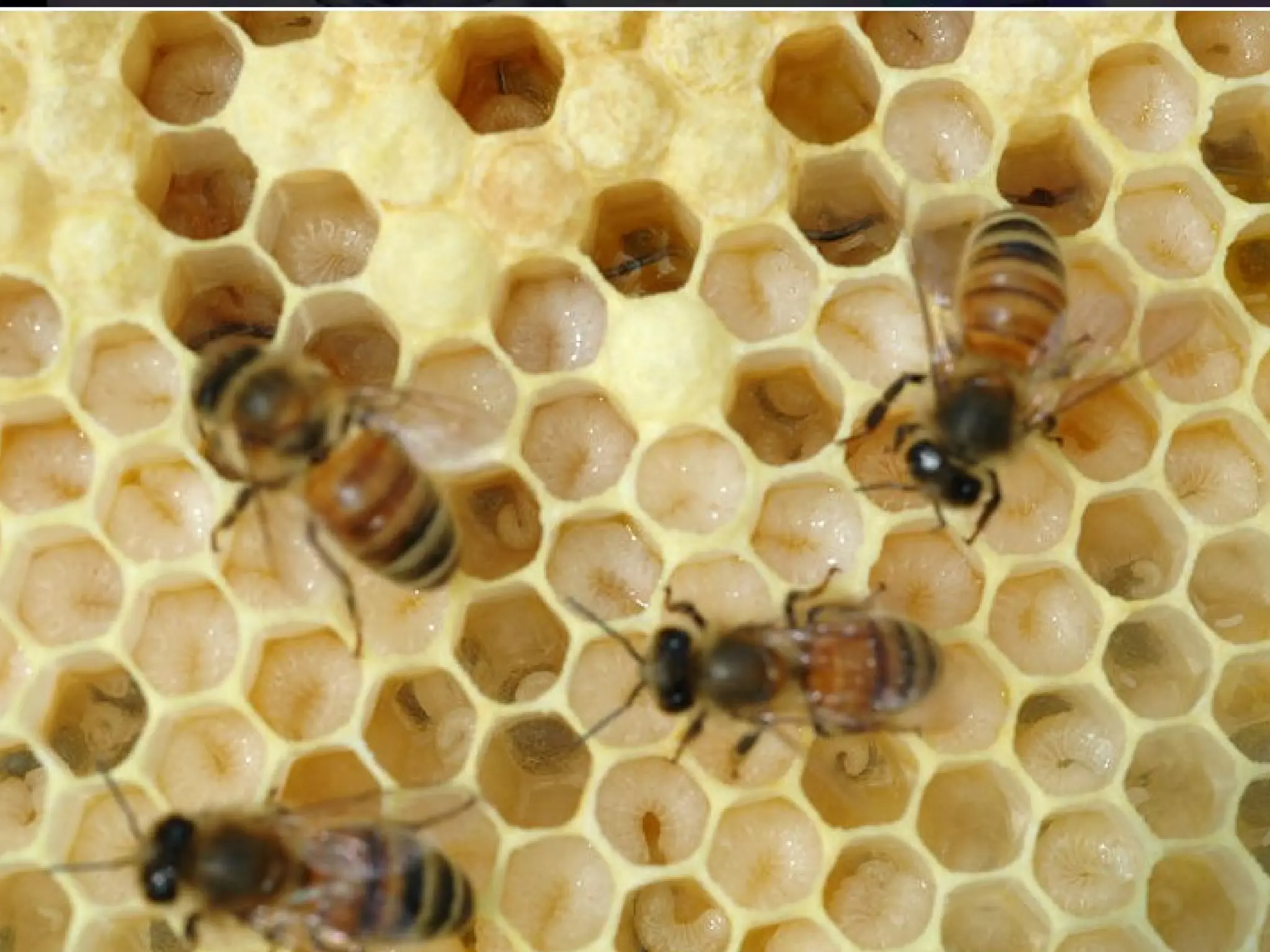 Introduction to beekeeping | PPT