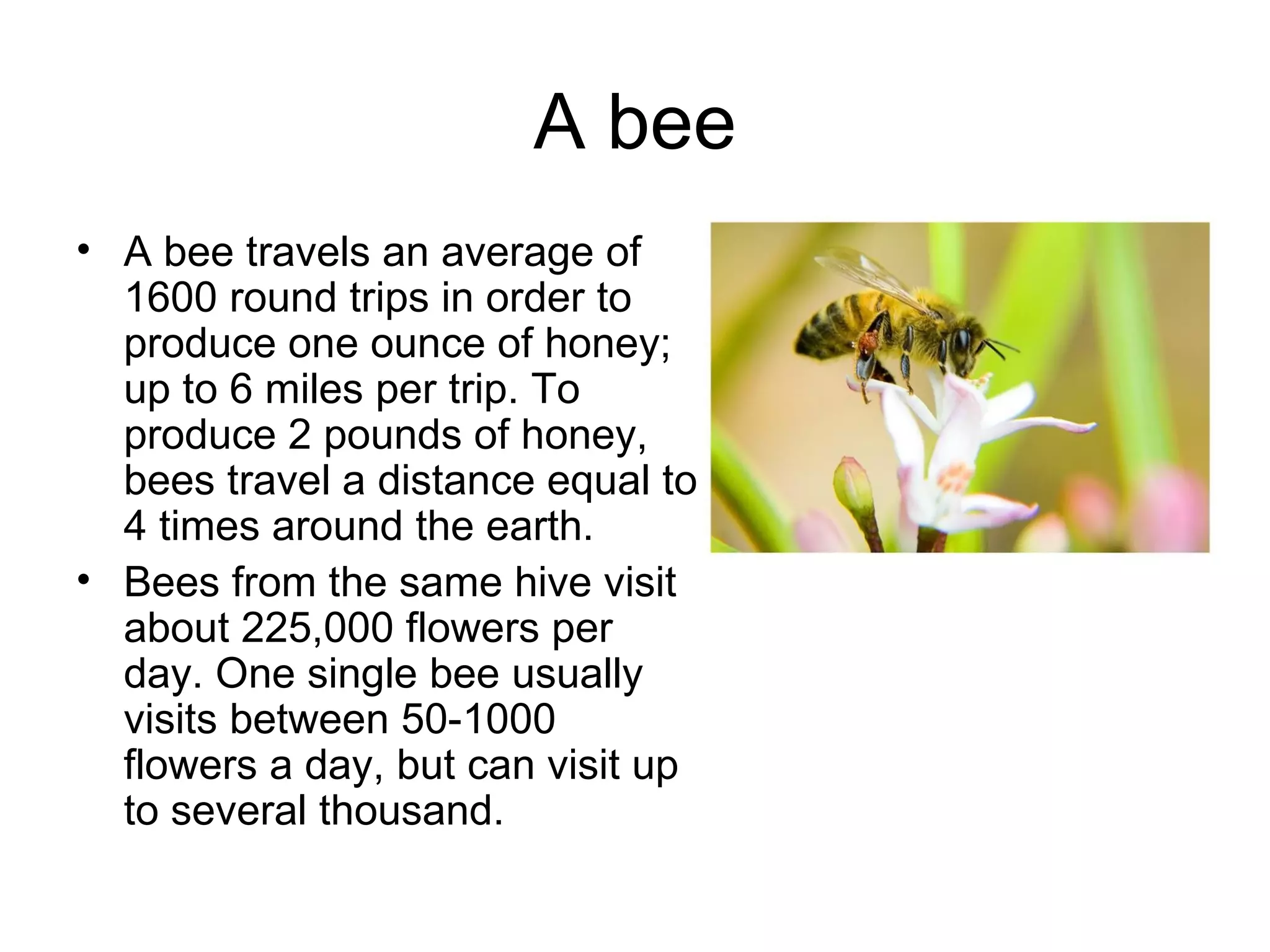 Introduction to beekeeping | PPT