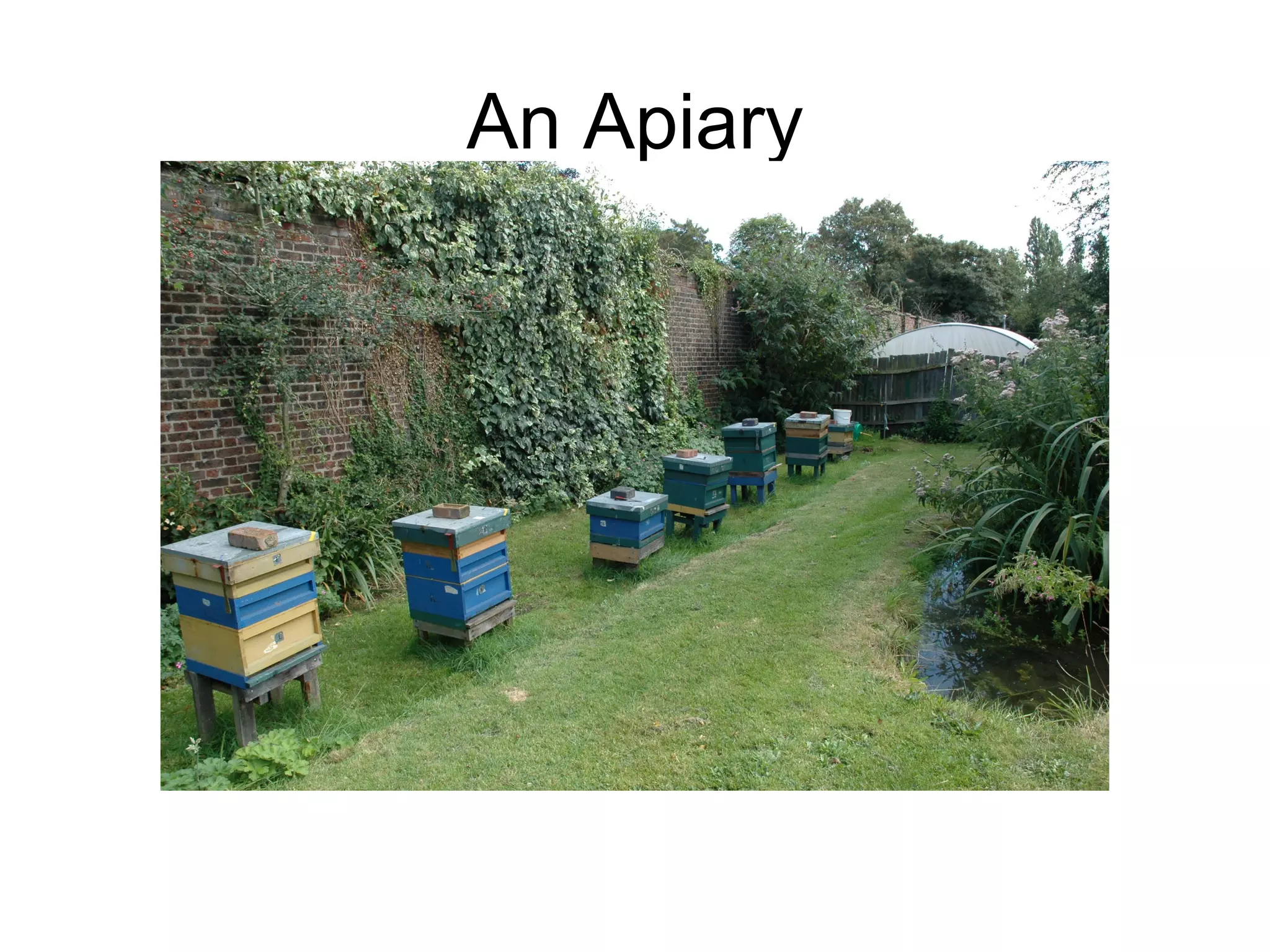 Introduction to beekeeping | PPT