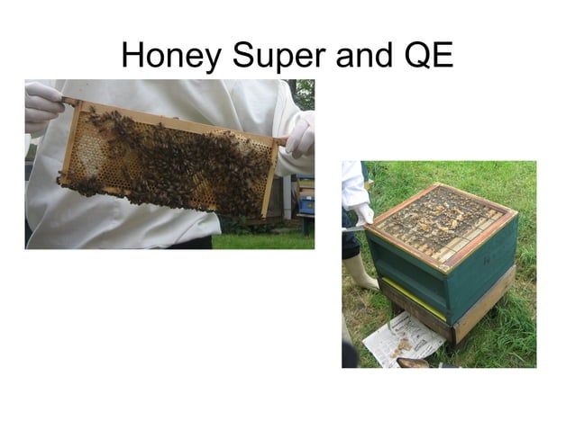 Introduction to beekeeping | PPT