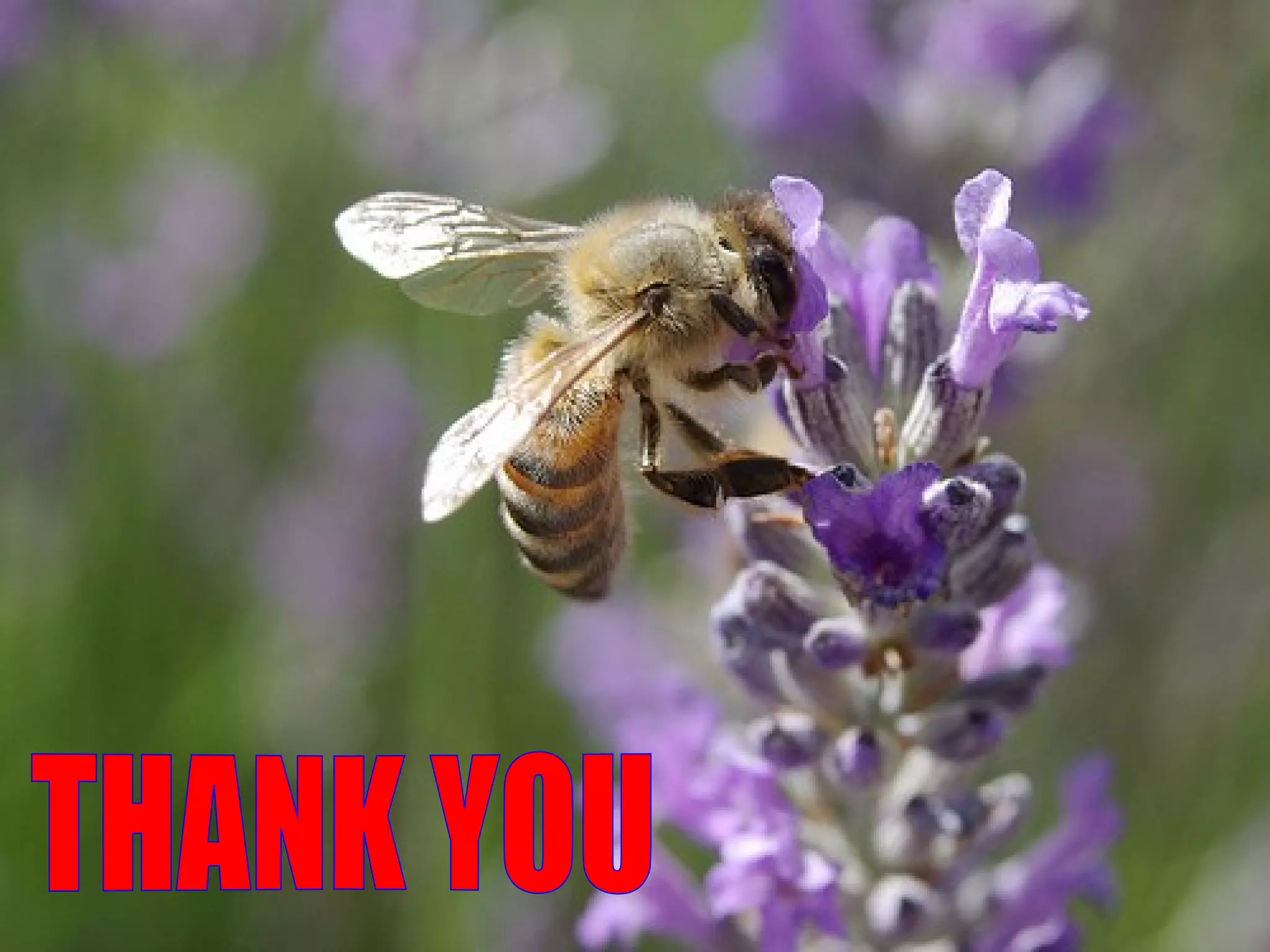 Bee keeping equipments | PPT | Beekeeping | Hobbies & Interests