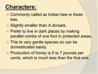 Bee keeping in india | PPTX