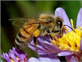 Bee keeping in india | PPTX