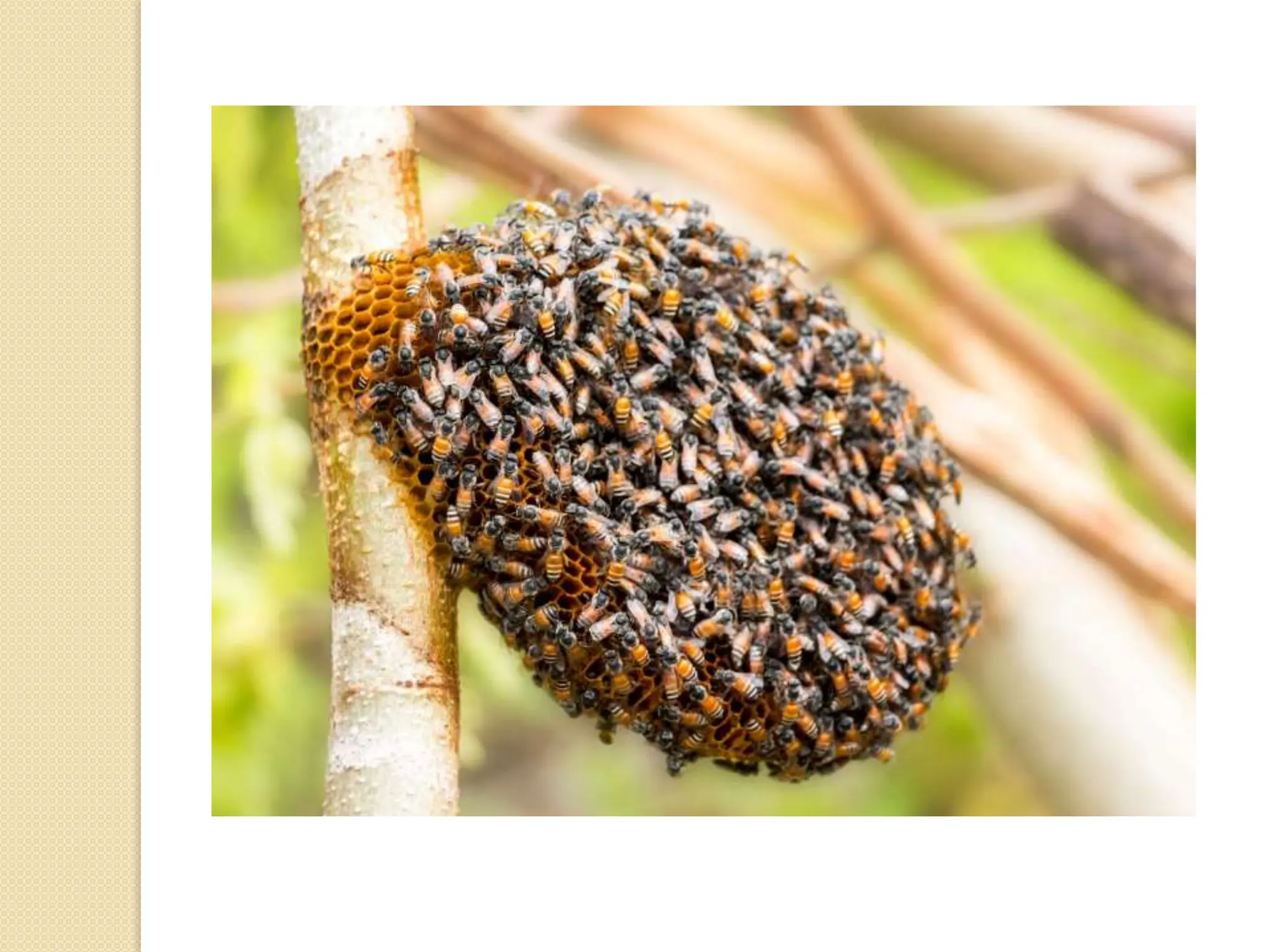 Presentation on Bee Keeping & Apiculture. | PPTX