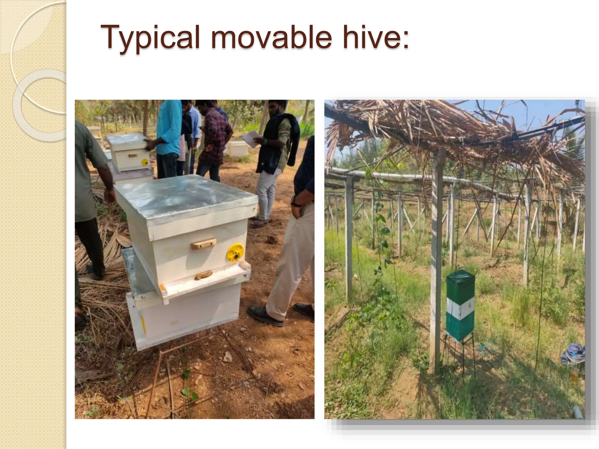 Presentation on Bee Keeping & Apiculture. | PPTX