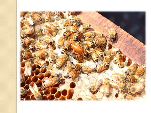 Presentation on Bee Keeping & Apiculture. | PPTX