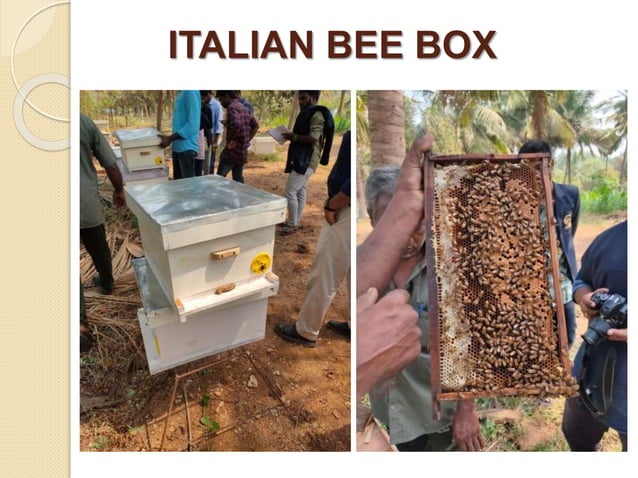 Presentation on Bee Keeping & Apiculture. | PPTX