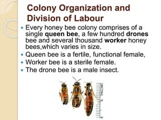 Presentation on Bee Keeping & Apiculture. | PPTX