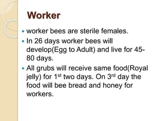 Presentation on Bee Keeping & Apiculture. | PPTX