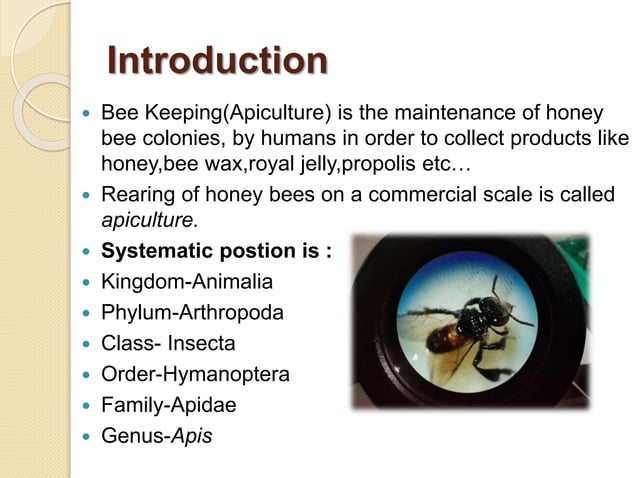 Presentation on Bee Keeping & Apiculture. | PPTX