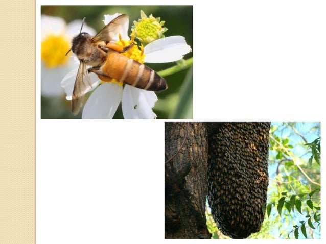 Presentation on Bee Keeping & Apiculture. | PPTX