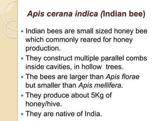 Presentation on Bee Keeping & Apiculture. | PPTX