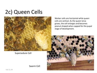 Bee keeping power point | PPTX