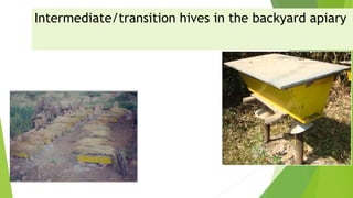 Beekeeping practices in ethiopia | PPTX