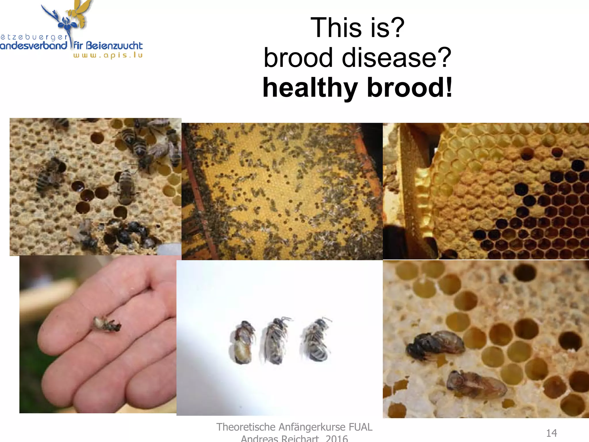 Beekeeping theory disease and pests of honey bee | PDF