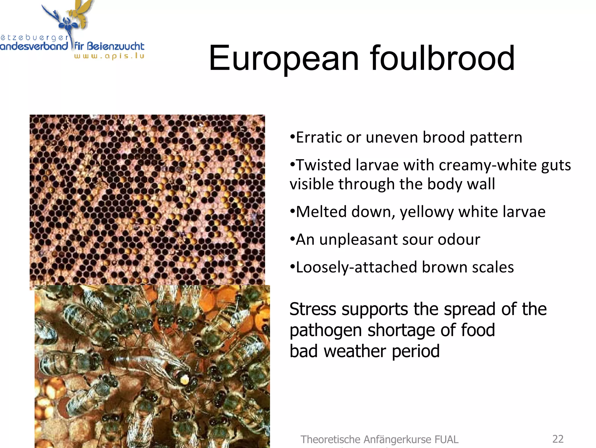 Beekeeping theory disease and pests of honey bee | PDF