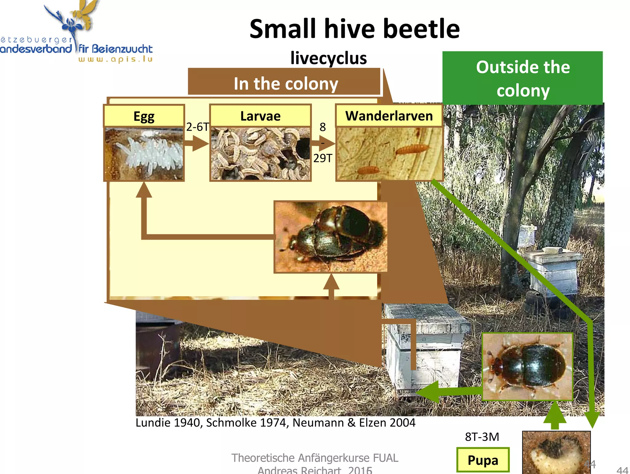 Beekeeping theory disease and pests of honey bee | PDF