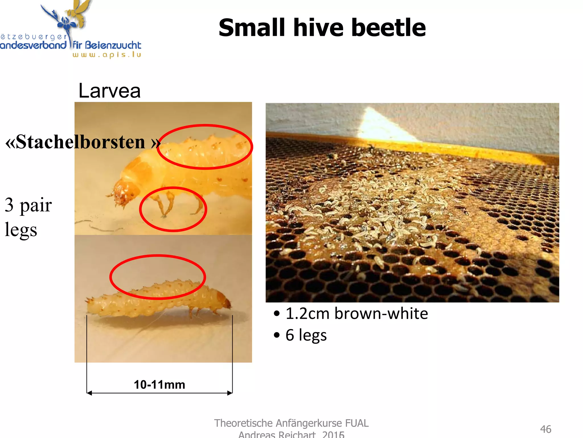 Beekeeping theory disease and pests of honey bee | PDF