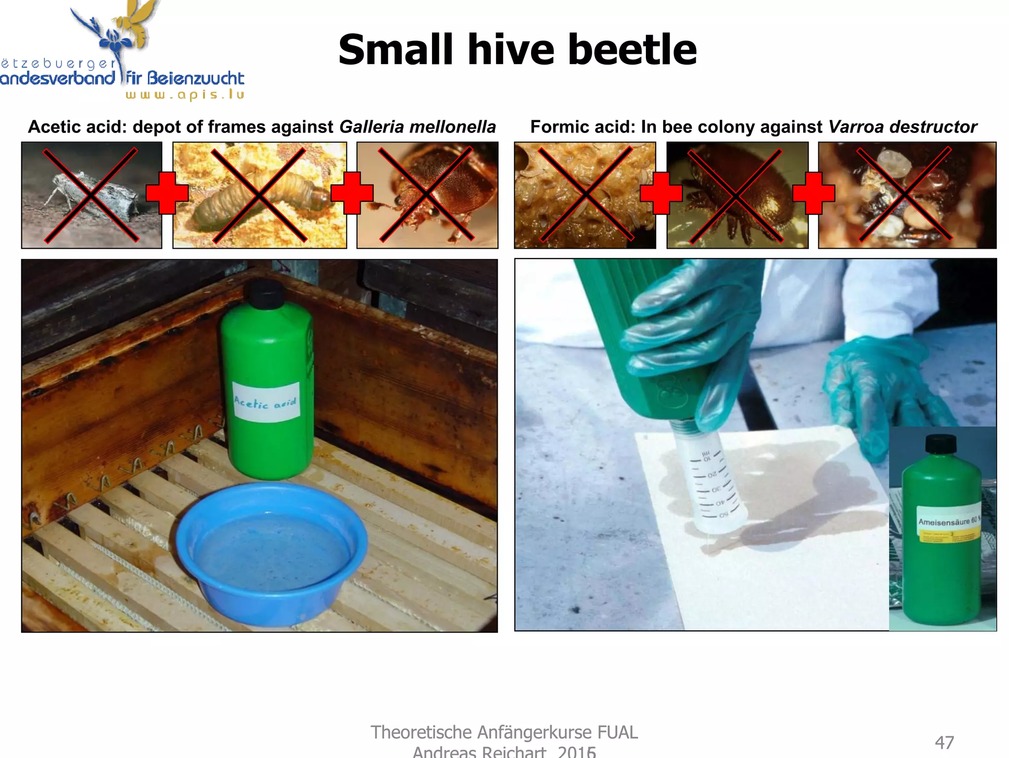 Beekeeping theory disease and pests of honey bee | PDF