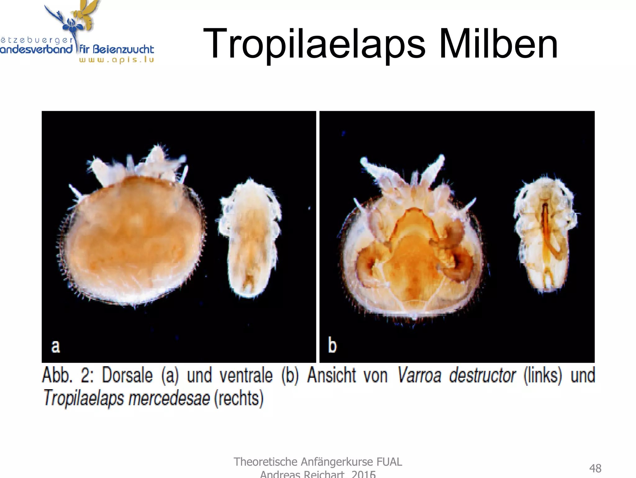 Beekeeping theory disease and pests of honey bee | PDF