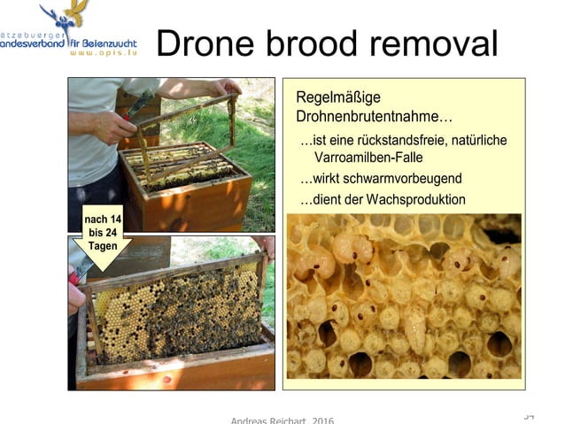 Beekeeping theory disease and pests of honey bee | PDF | Beekeeping ...