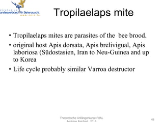 Beekeeping theory disease and pests of honey bee | PDF