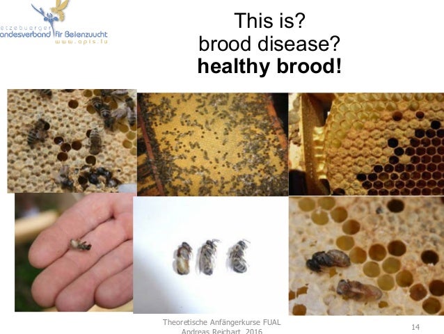Beekeeping theory disease and pests of honey bee