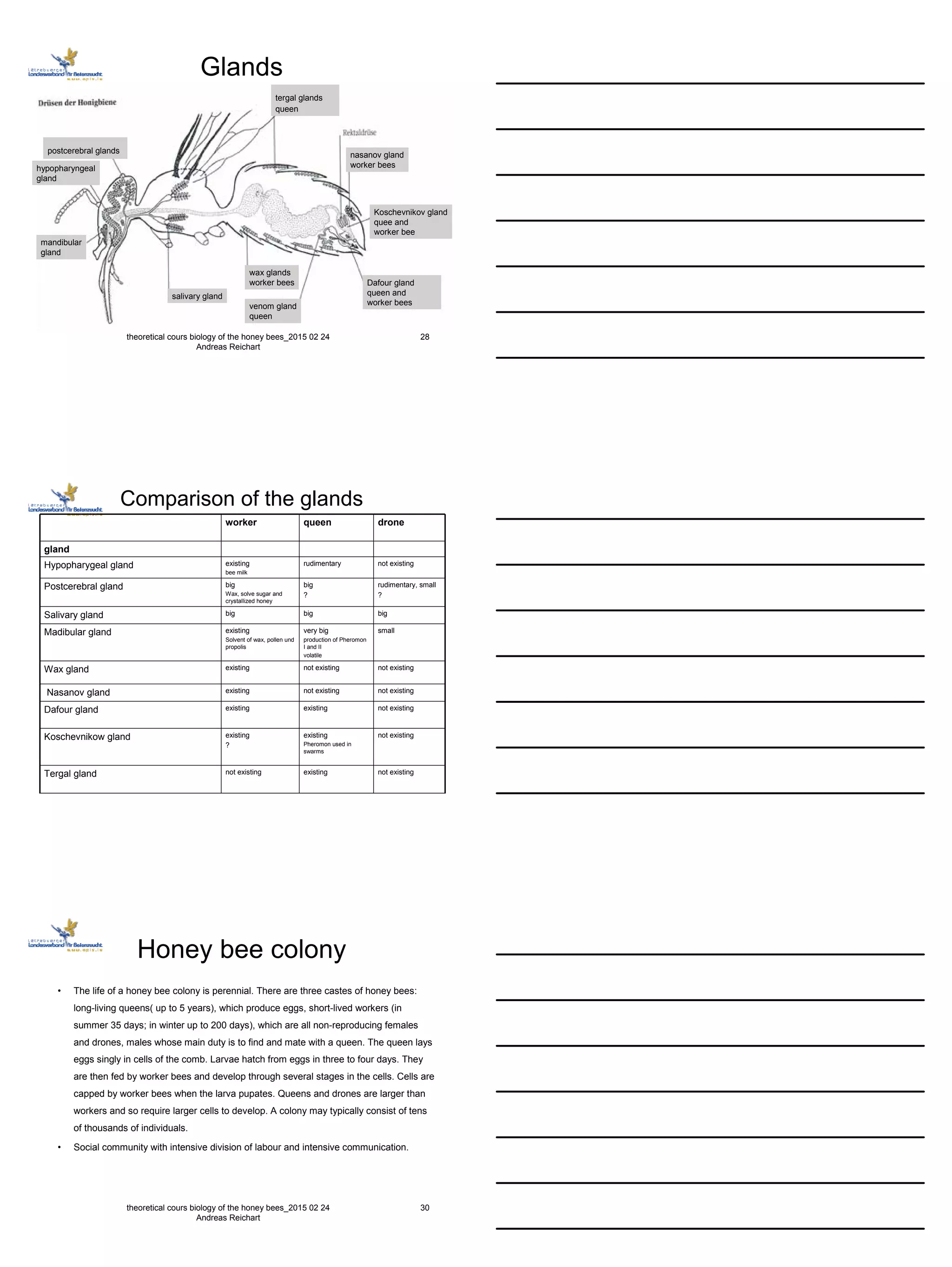 Beekeeping theory course - bee biology - 2015 11 16 | PDF