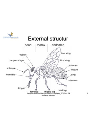 Beekeeping theory course - bee biology - 2015 11 16 | PDF