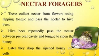 Bee pasturage | PPTX | Beekeeping | Hobbies & Interests