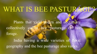 Bee pasturage | PPT