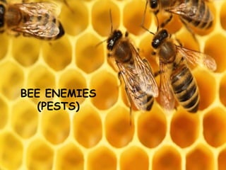 BEE PESTS AND ENEMIESPOWER POINT PRESENTATION.pptx