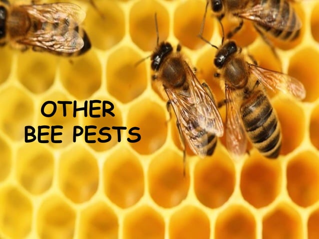 BEE PESTS AND ENEMIESPOWER POINT PRESENTATION.pptx