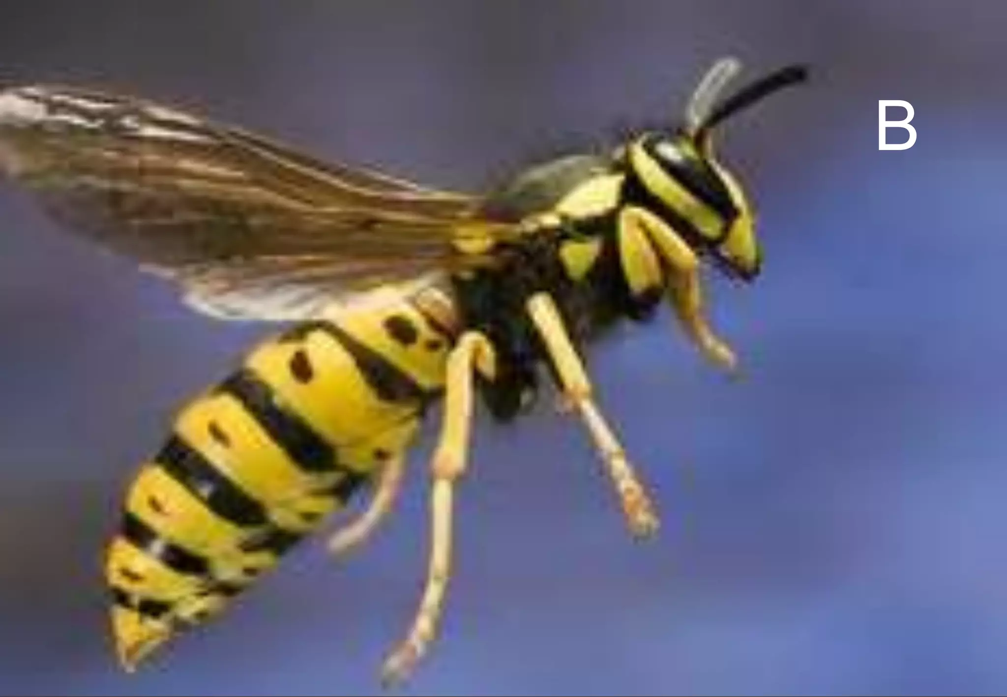 Honey Bees - an introduction | PPTX